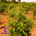 aromatic Alebrixes herbal tea experience