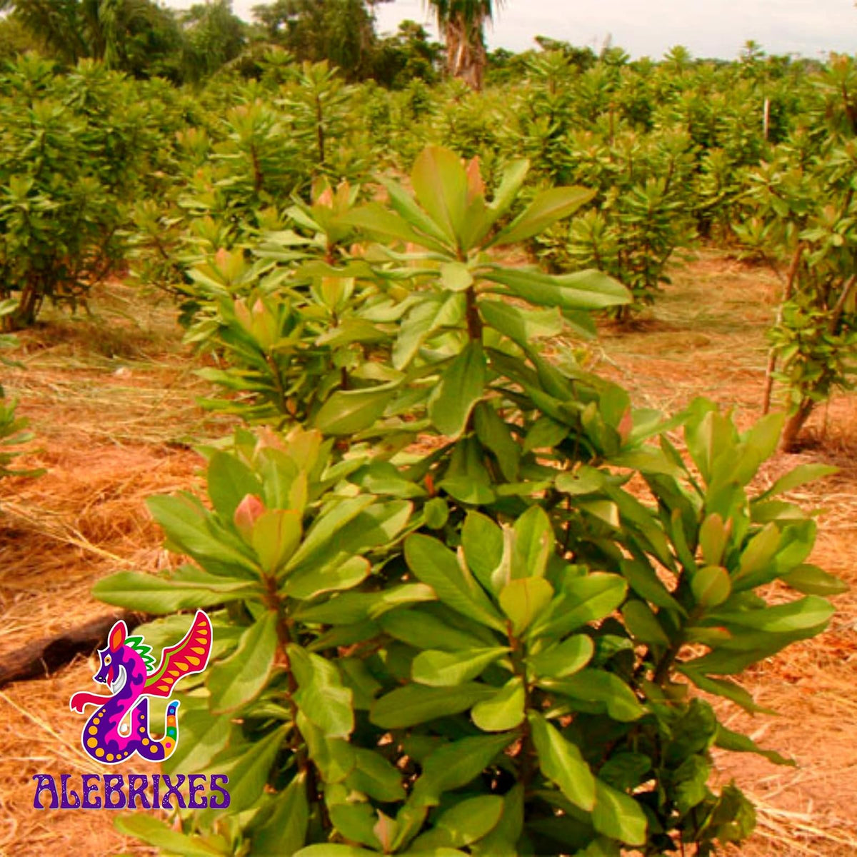 aromatic Alebrixes herbal tea experience