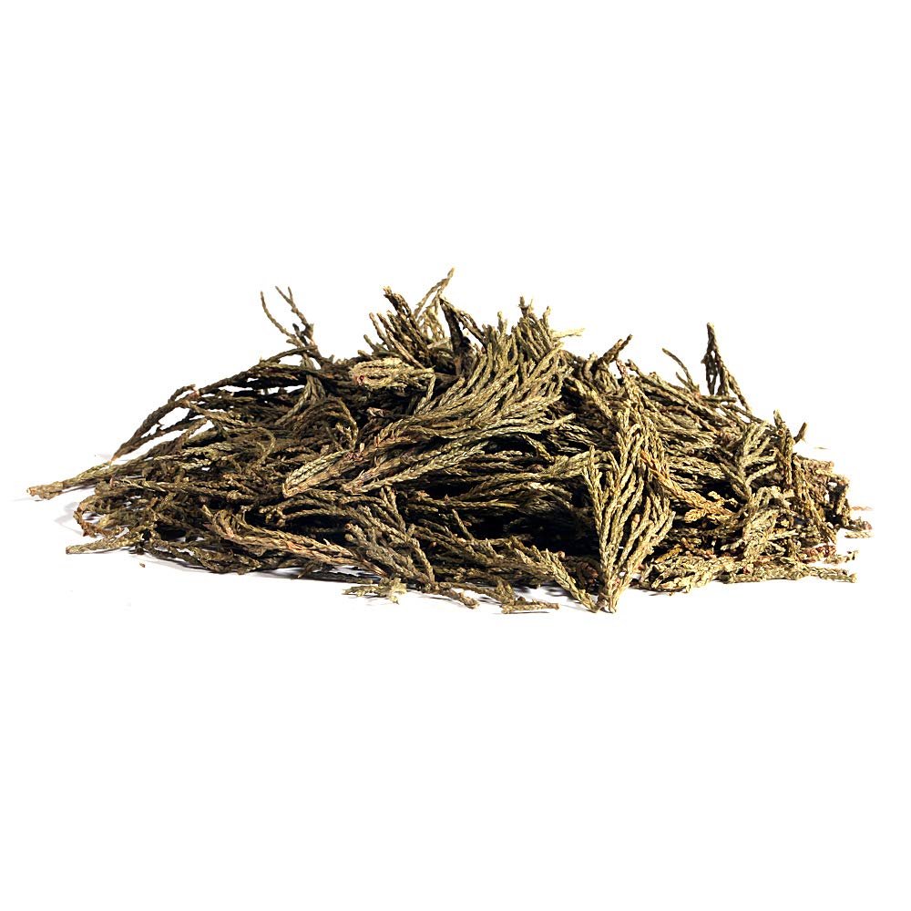aromatic Arborvitae leaf for cooking