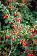 aromatic bearberry leaves for brewing