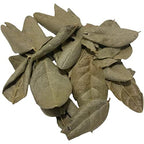 aromatic Boldo herbal tea for wellness