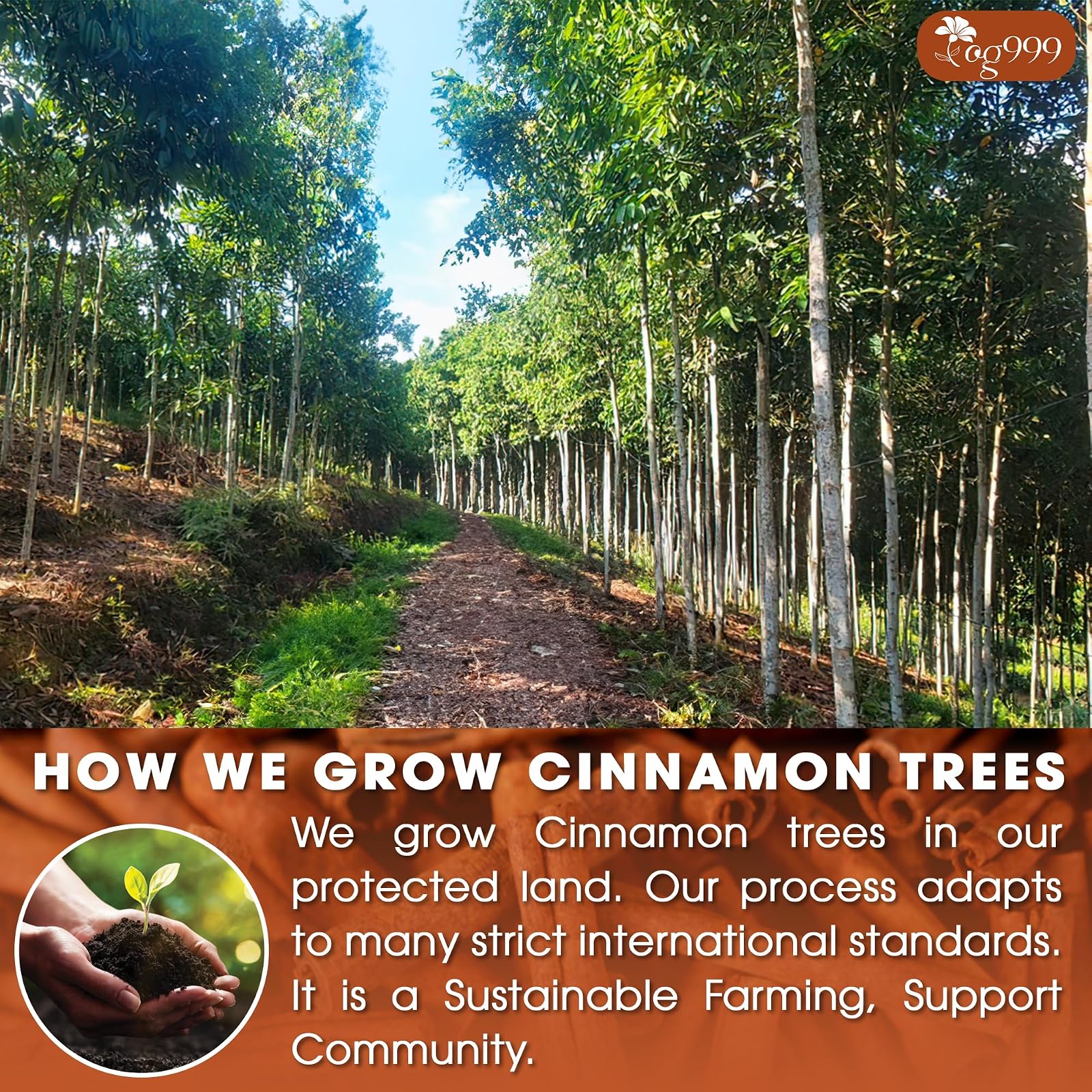 aromatic Ceylon cinnamon tea for relaxation