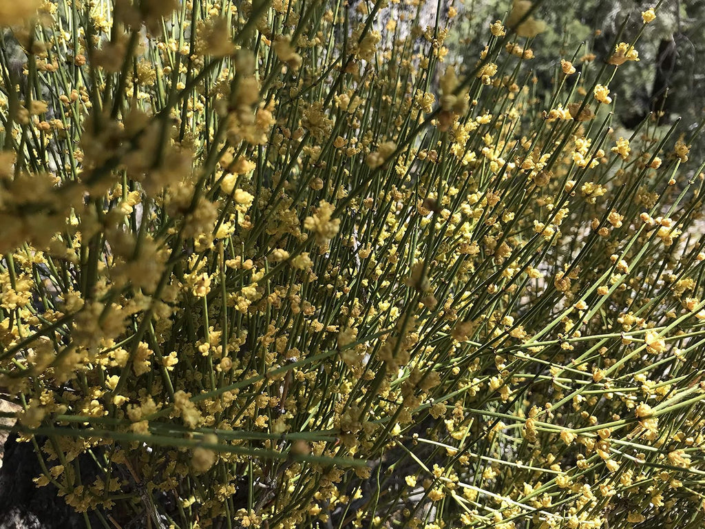 aromatic dandelion tea blend