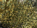 aromatic dandelion tea blend