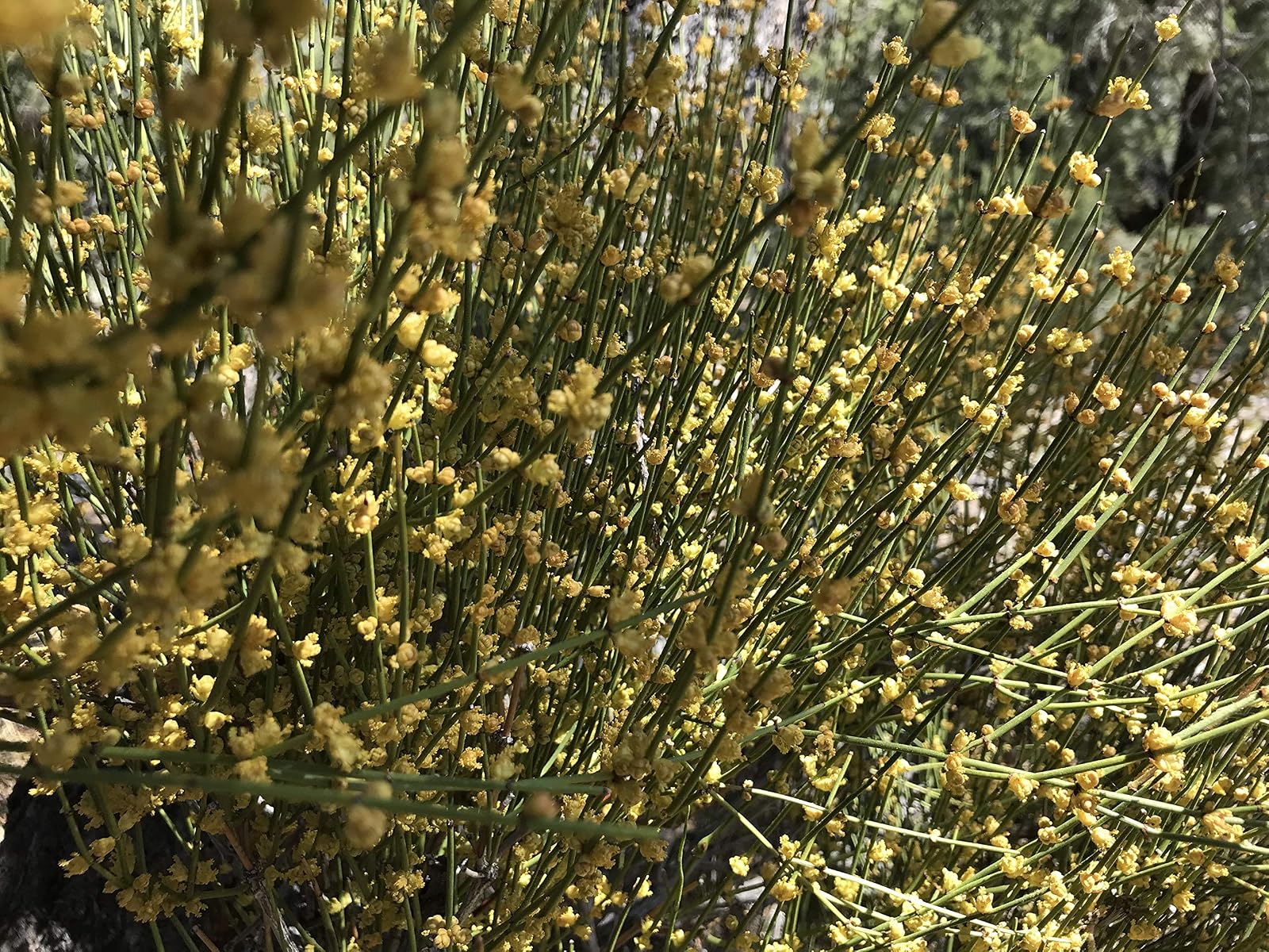 aromatic dandelion tea blend