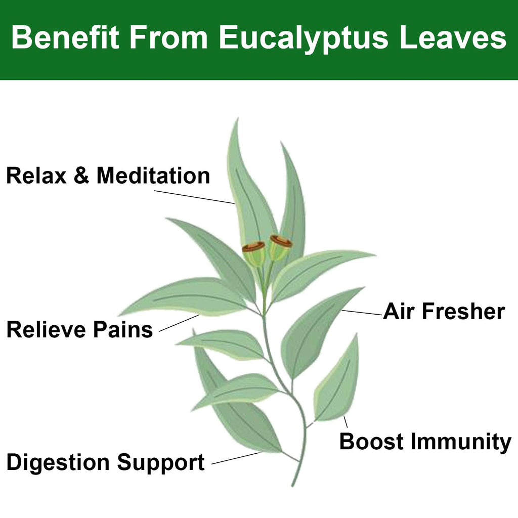 aromatic dried eucalyptus for herbal infusions
