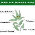 aromatic dried eucalyptus for herbal infusions