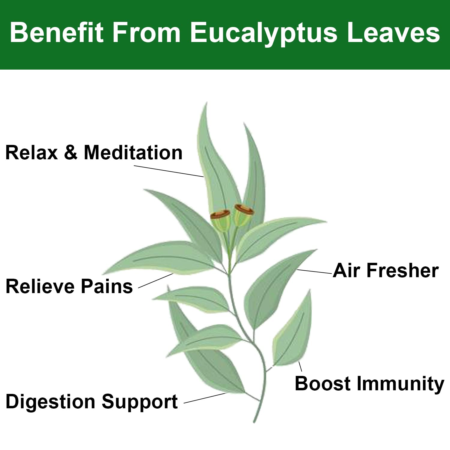 aromatic dried eucalyptus for herbal infusions