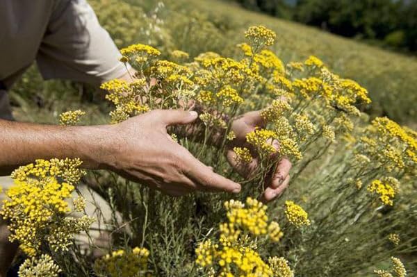 Aromatic dried flowers for relaxation