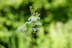 aromatic dried meadowsweet for infusions