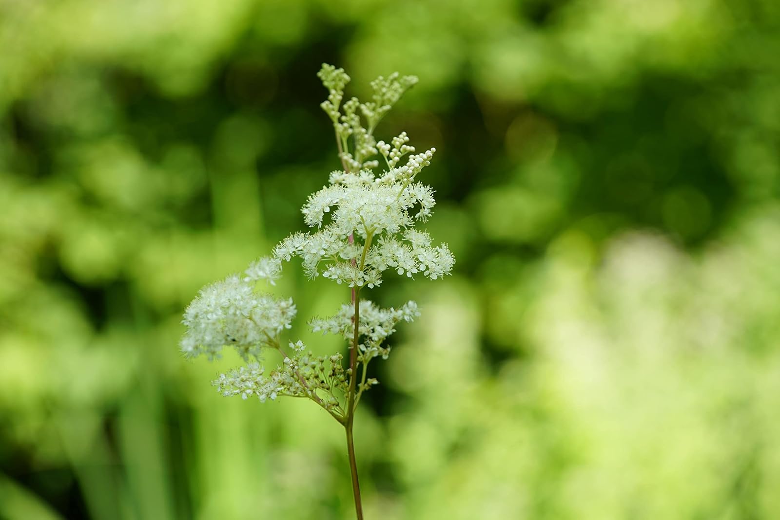 aromatic dried meadowsweet for infusions