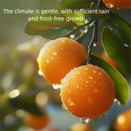 aromatic dried tangerine peel strips