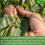 aromatic eucalyptus tea experience
