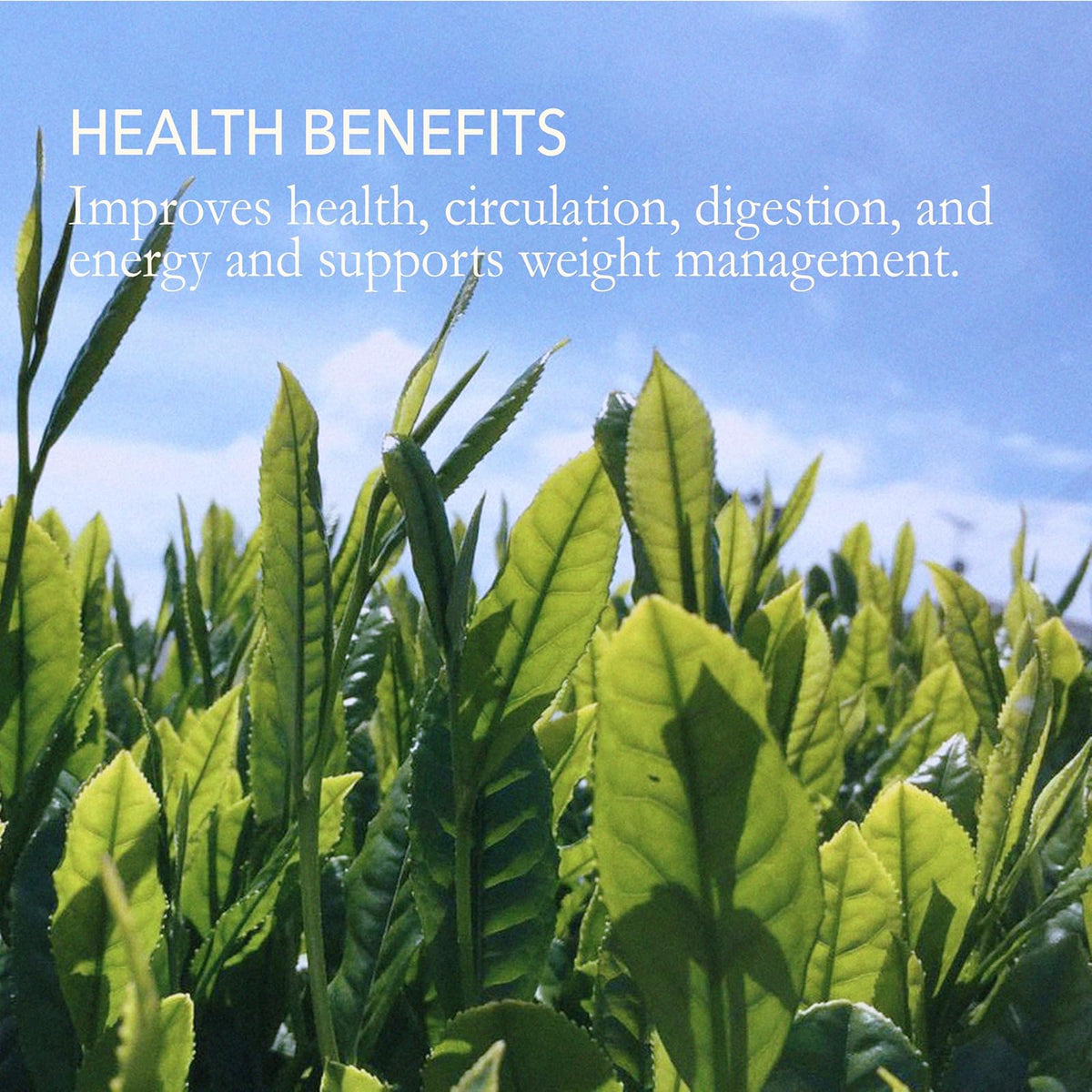 aromatic genmaicha for calming moments