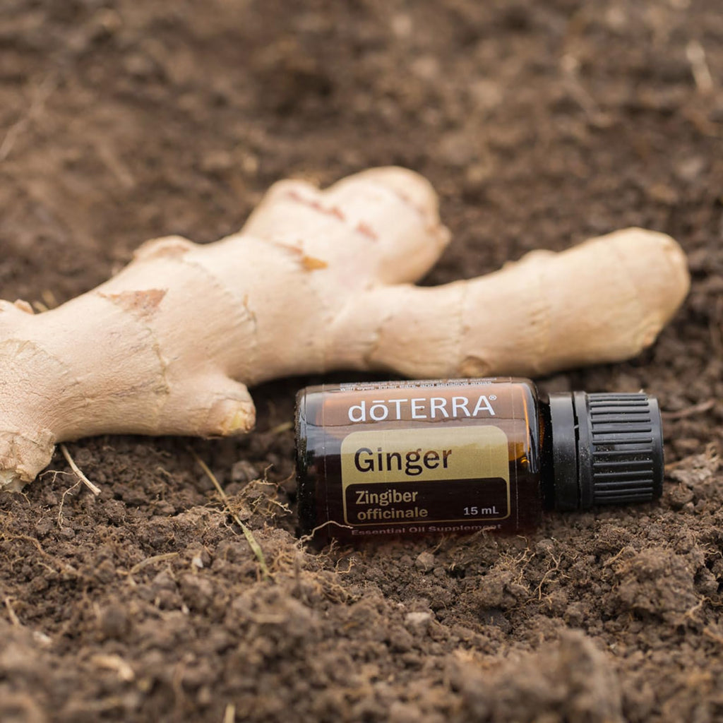 aromatic ginger essential oil benefits