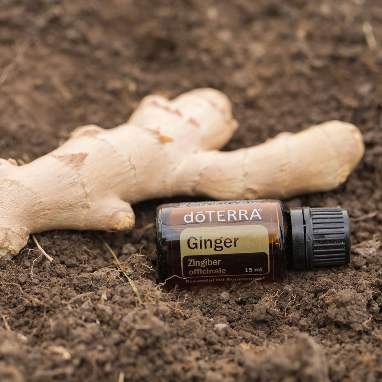aromatic ginger essential oil benefits