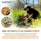aromatic ginger tea for everyday enjoyment