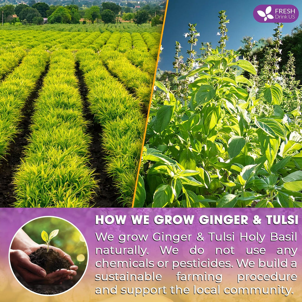 aromatic ginger tulsi herbal infusion