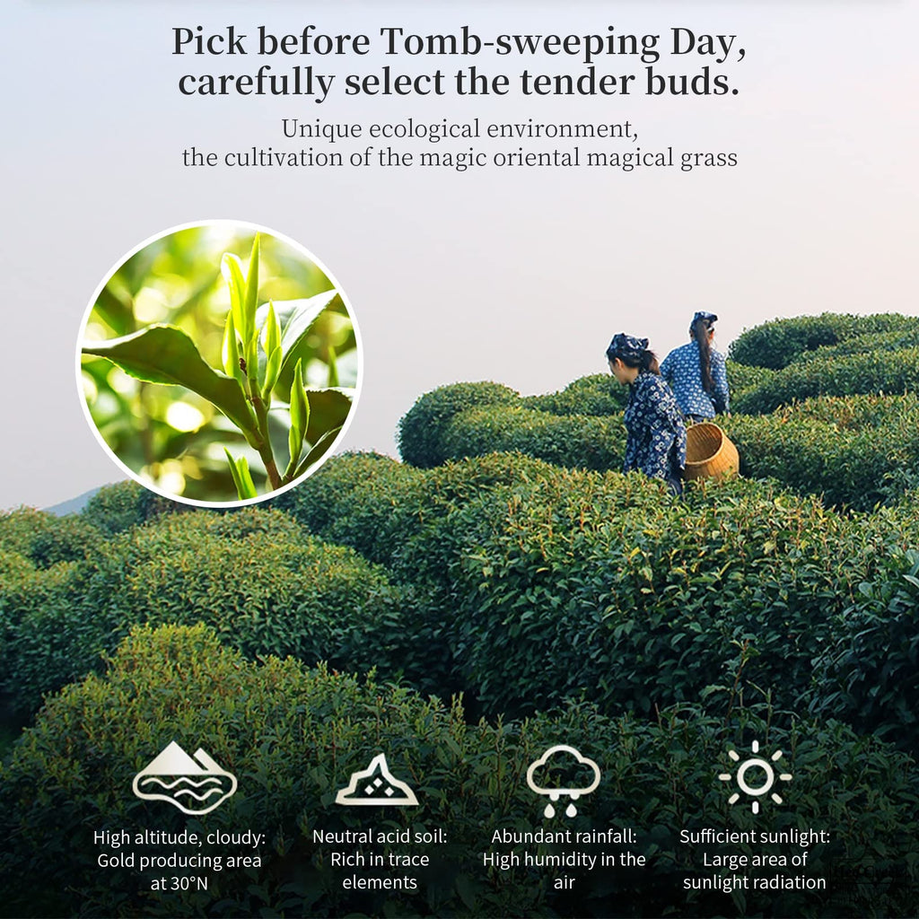 aromatic green tea for brewing