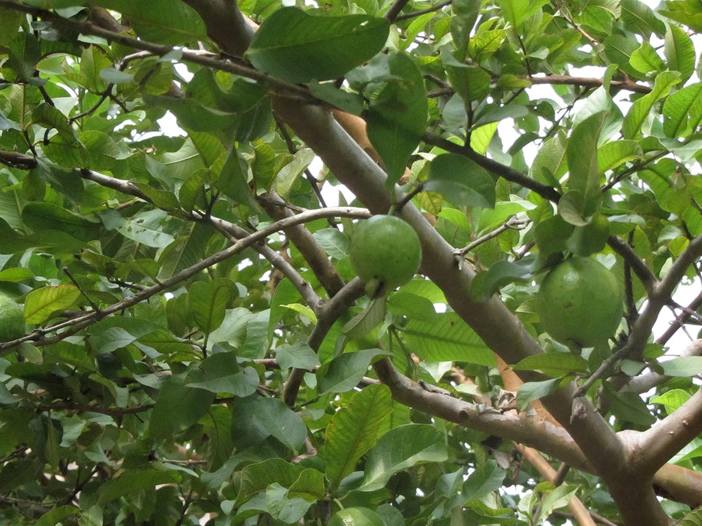 aromatic guava leaves loose tea