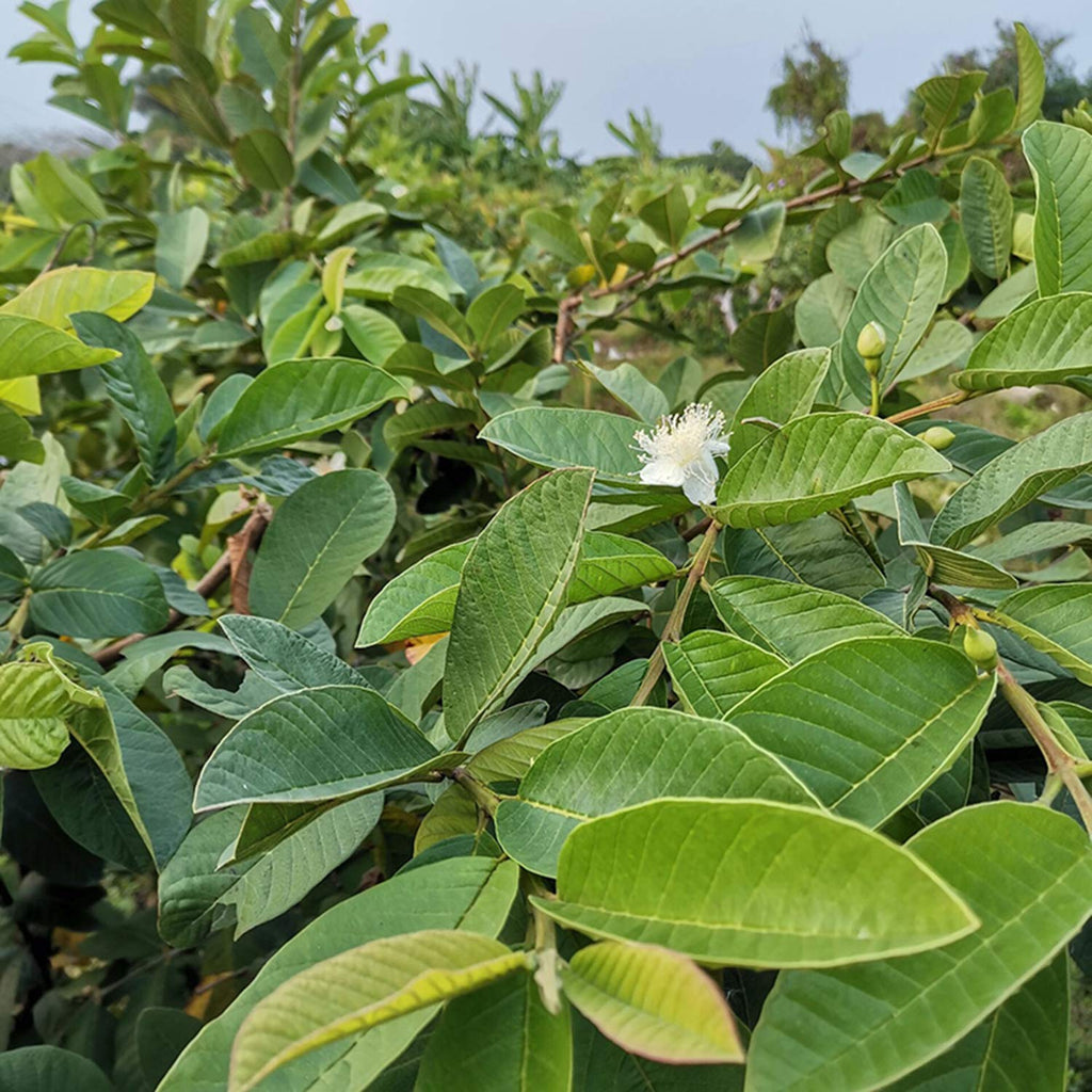 aromatic guava leaves tea experience