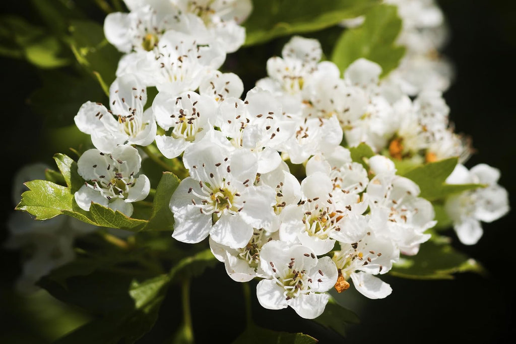aromatic hawthorn berry tea experience