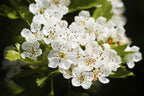 aromatic hawthorn berry tea experience
