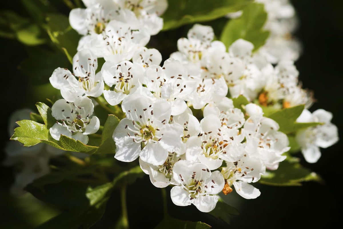 aromatic hawthorn berry tea experience