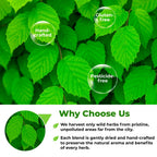 aromatic hazel leaf herbal drink