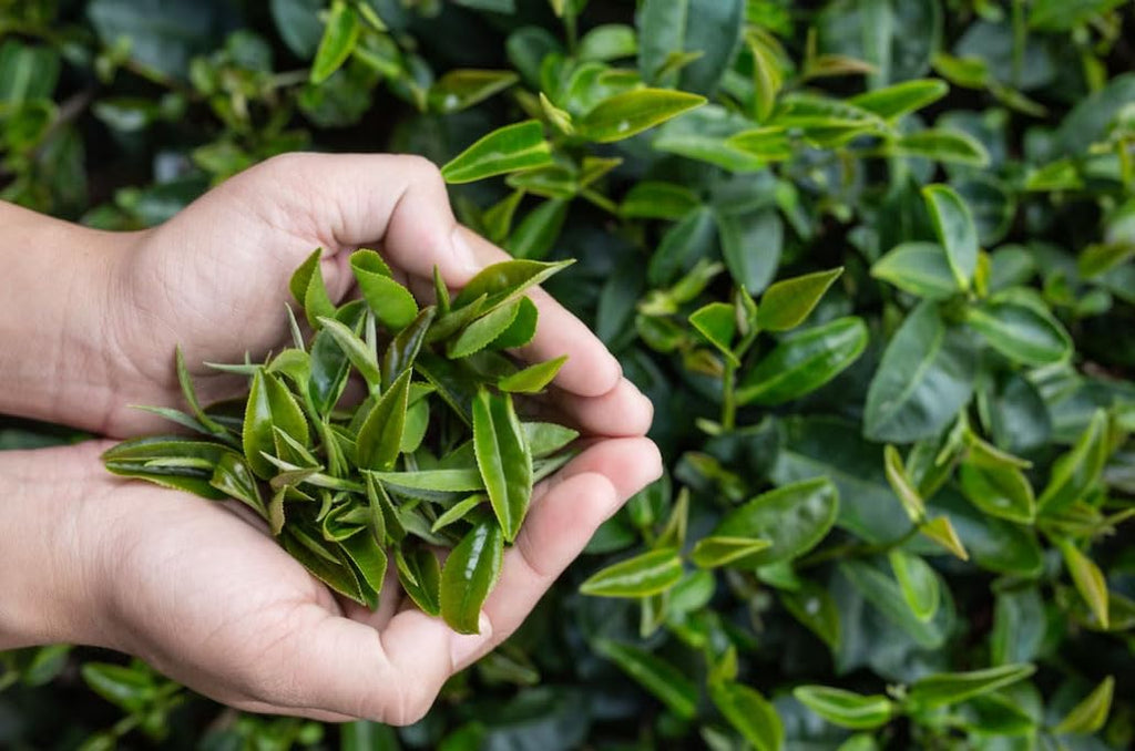 aromatic herbal detox tea blend