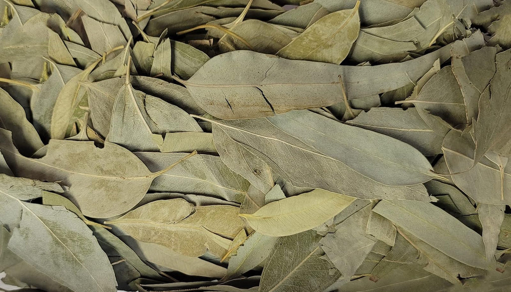 aromatic herbal tea eucalyptus