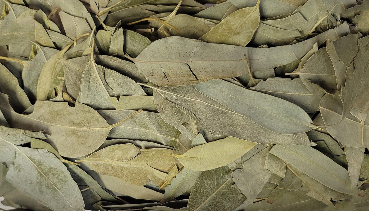 aromatic herbal tea eucalyptus