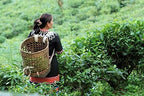 aromatic herbal tea experience