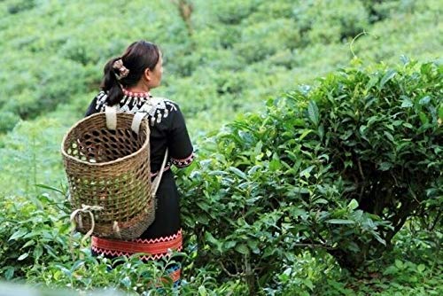 aromatic herbal tea experience