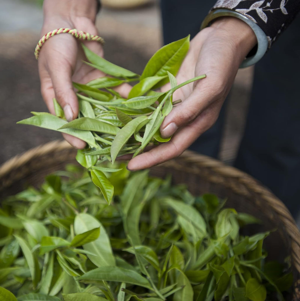 aromatic herbal tea experience
