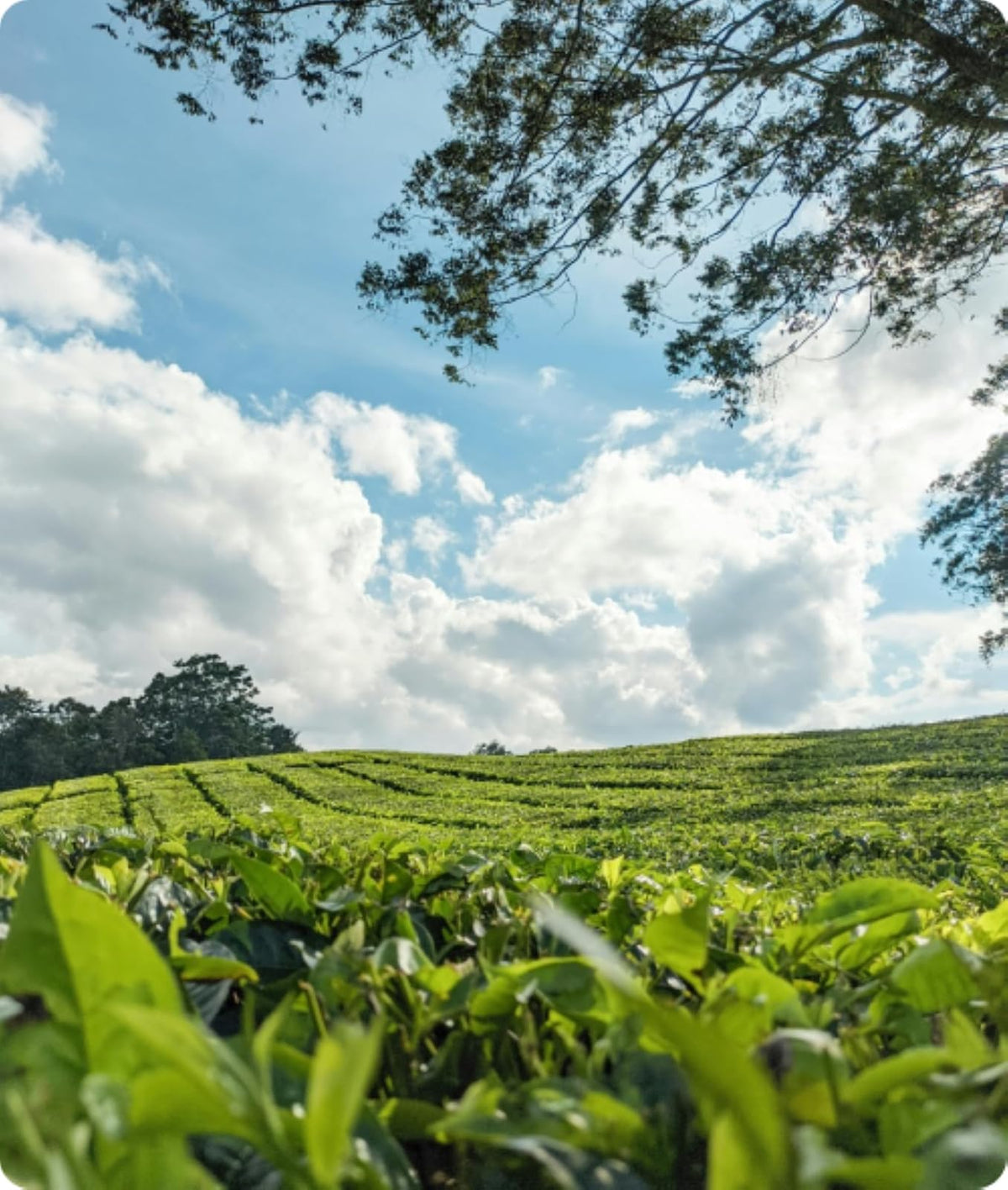 aromatic herbal tea for calming moments