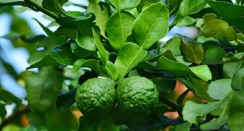 aromatic kaffir lime leaves for cooking