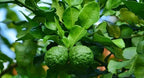 aromatic kaffir lime leaves for cooking