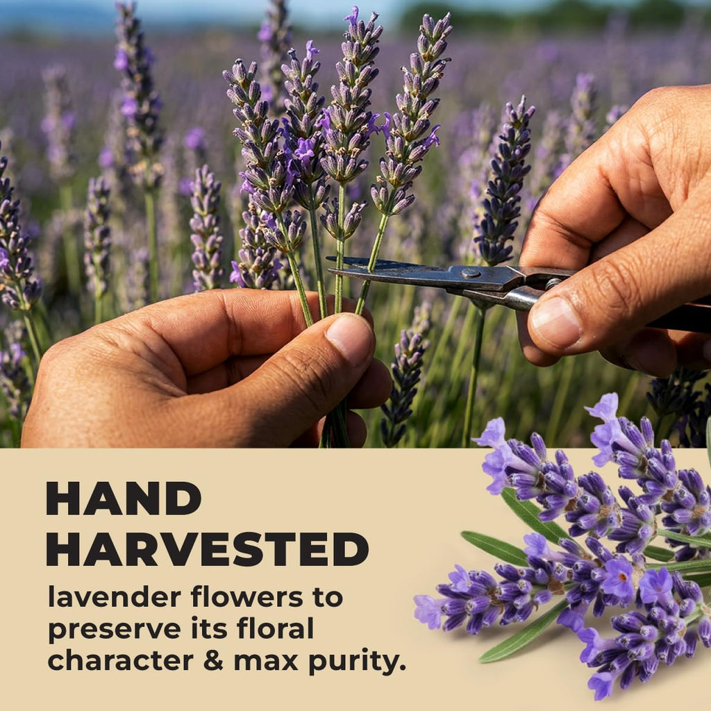 aromatic lavender tea infusion
