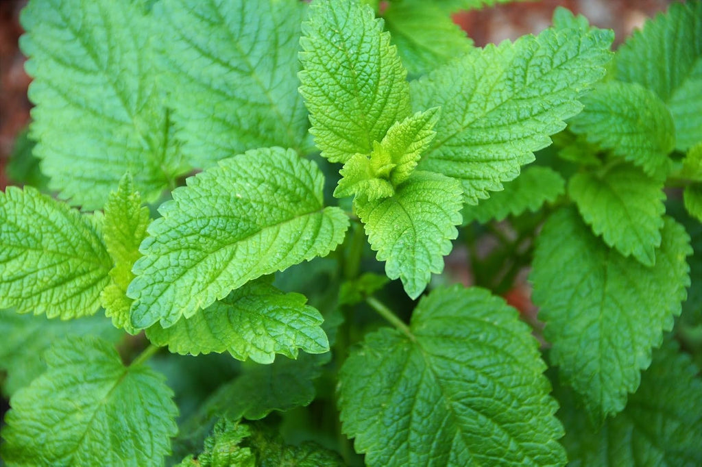 aromatic lemon balm tea experience