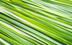 aromatic lemongrass tea for wellness