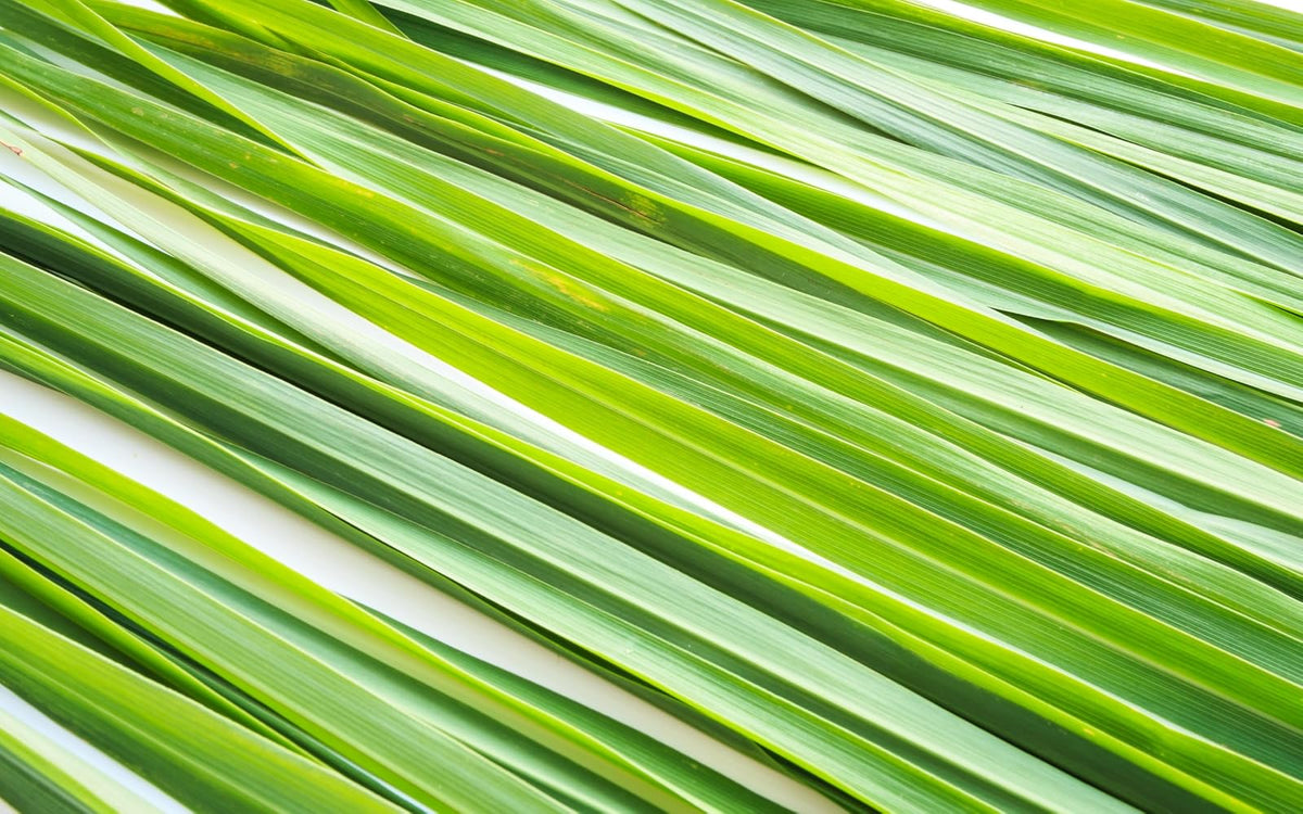 aromatic lemongrass tea for wellness
