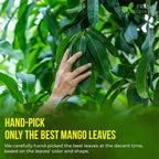 aromatic mango leaf tea for relaxation