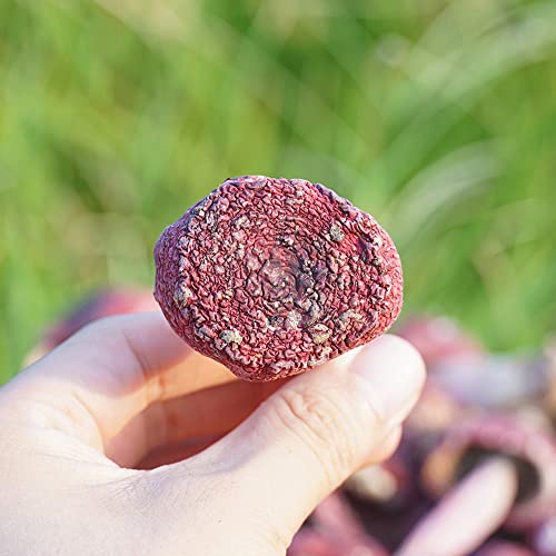 aromatic mushrooms for enhancing meals
