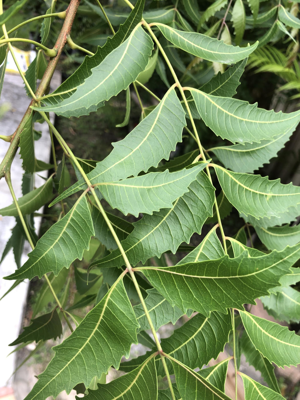 aromatic neem leaves for tea brewing