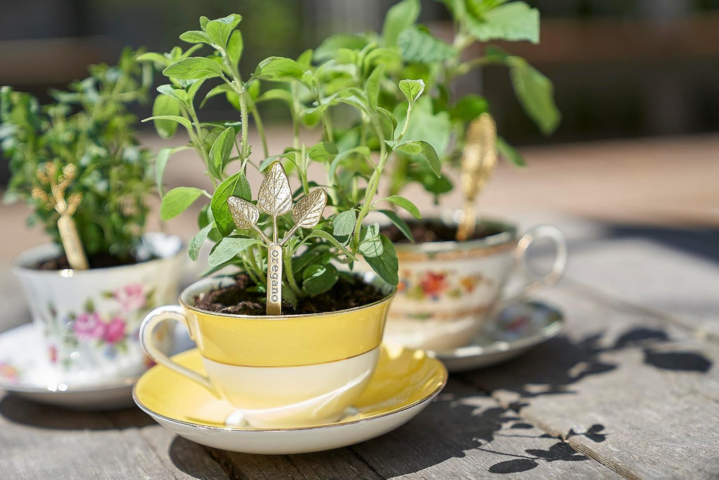 aromatic oregano essential oil