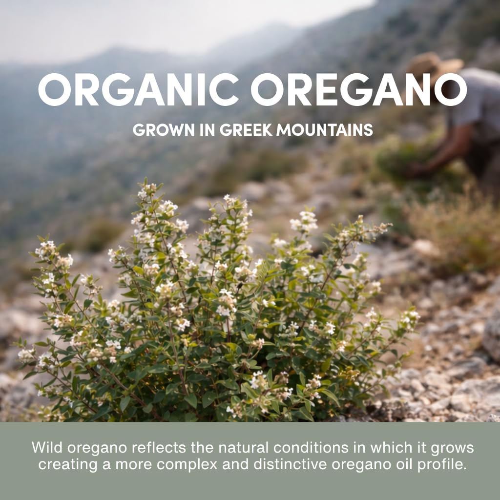 aromatic oregano oil for health