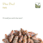 aromatic pine bud tea experience