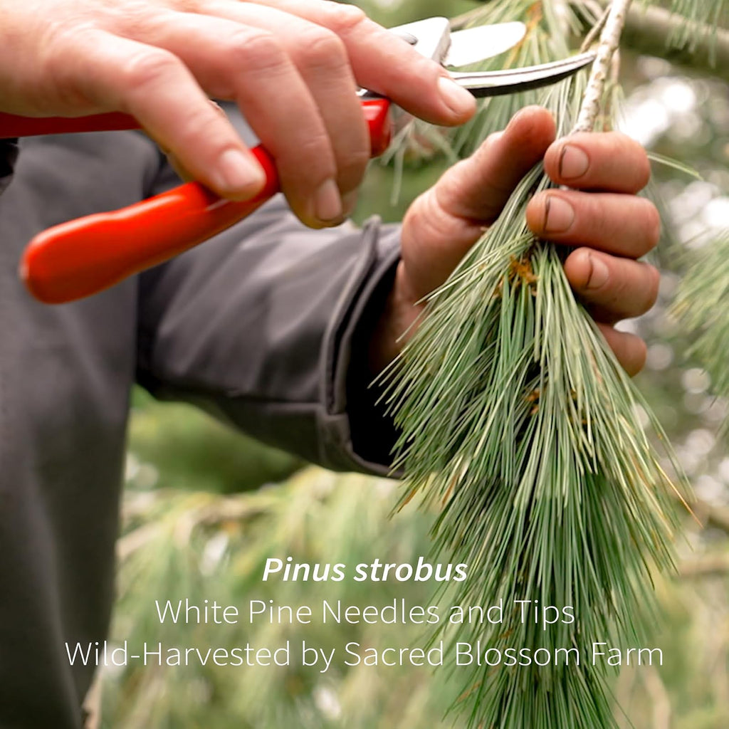 aromatic pine needle tea