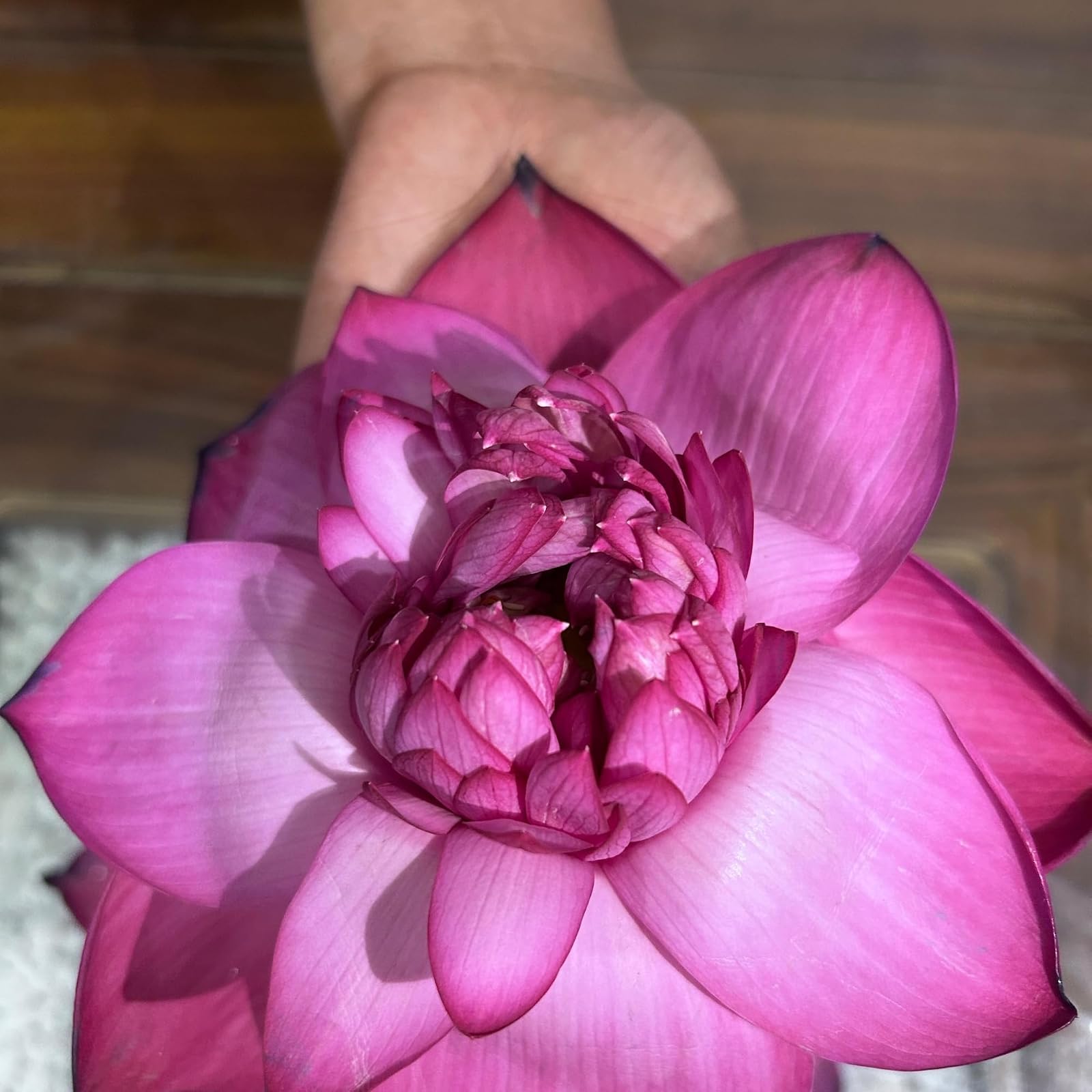 aromatic pink lotus flower infusion
